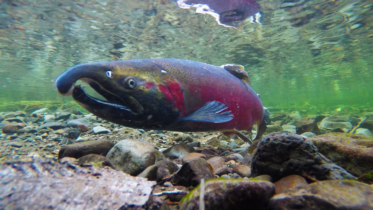 Oxbow Regional Park: Metro builds logjams, restores key habitat for ... Oxbow Regional Park: Metro builds logjams, restores key habitat for ...